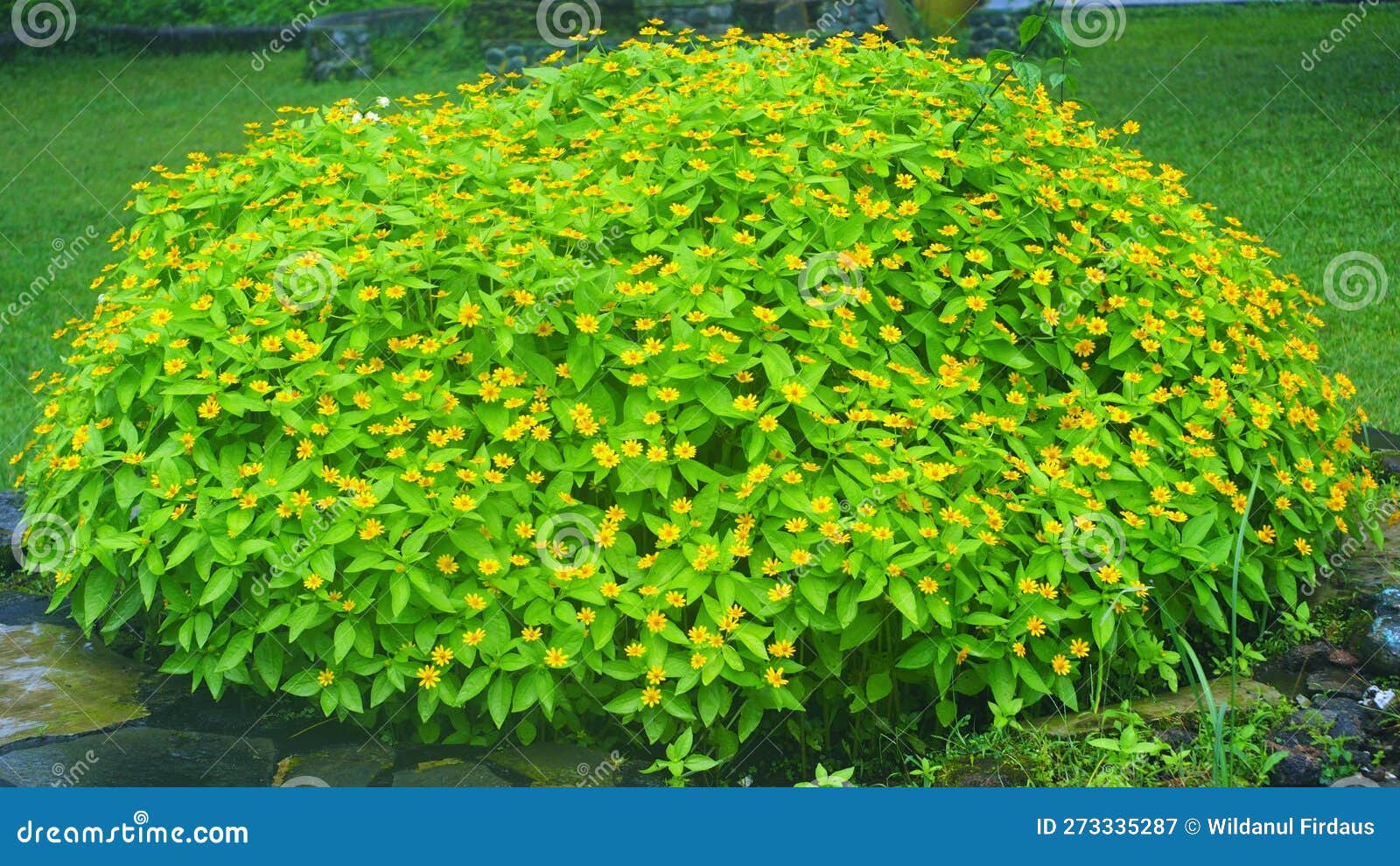 A Bush of Star Daisy Flower at the Public Park Stock Image - Image of ...