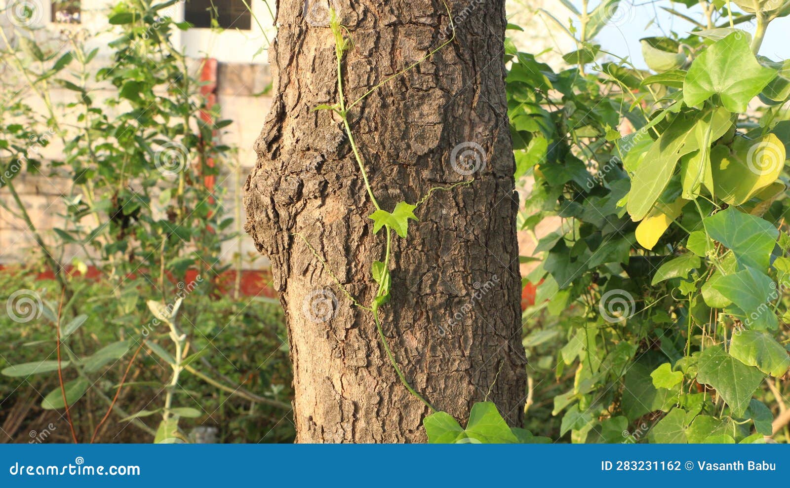 Bush Starting To Spread in the Stem of a Tree. Stock Photo - Image of ...
