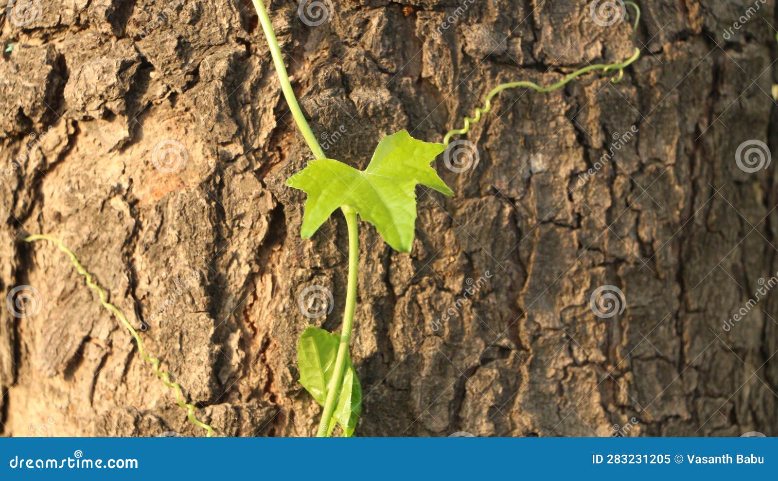 Bush Starting To Spread in the Stem of a Tree. Stock Image - Image of ...