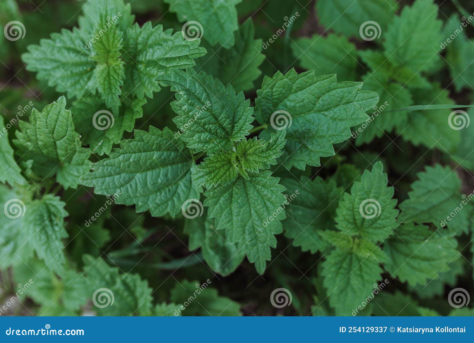 Bush of Stinging-nettles. Nettle Leaves. Top View Stock Image - Image ...
