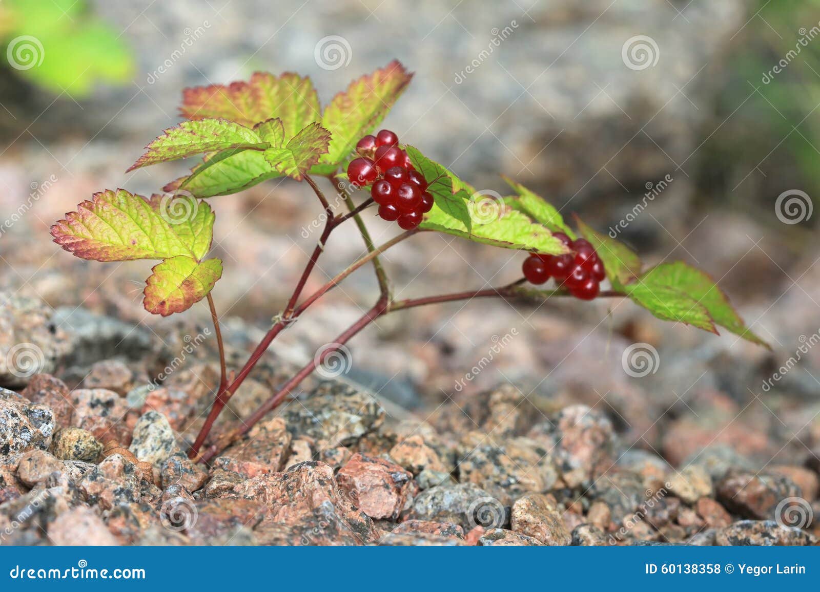 The Bush of Stone Bramble Berries. Rubus Saxatilis Stock Photo - Image ...