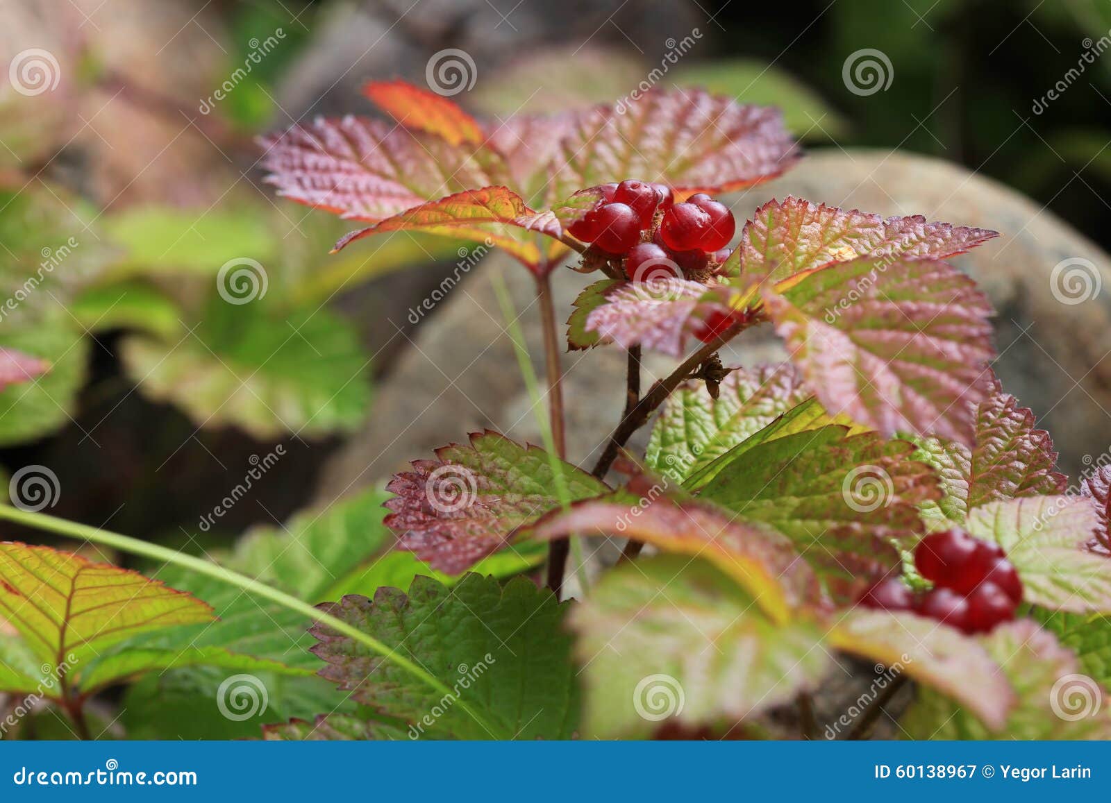 The Bush of Stone Bramble Berries. Rubus Saxatilis Stock Image - Image ...