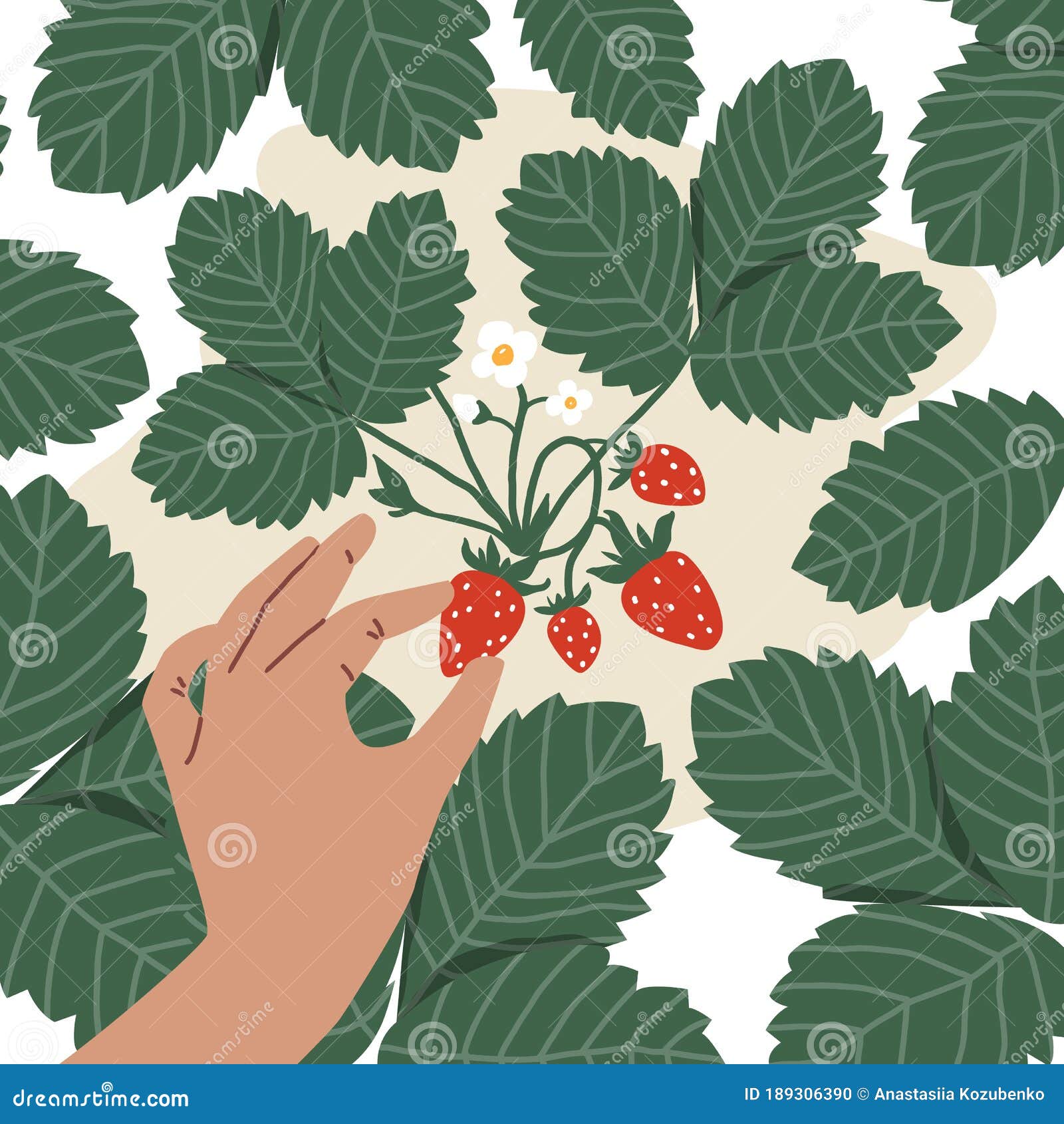 Bush with Strawberries. Mans Hand Picking Berries Stock Vector ...