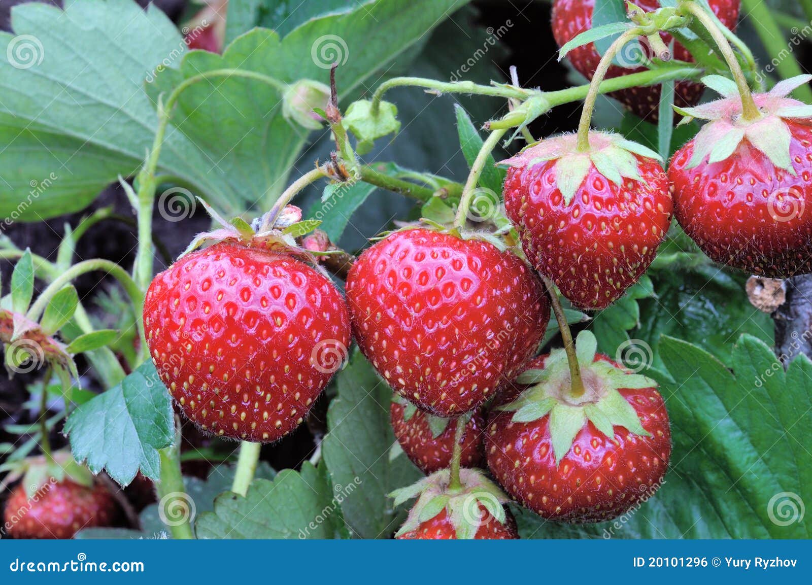 Bush of Strawberry stock photo. Image of food, healthy - 20101296