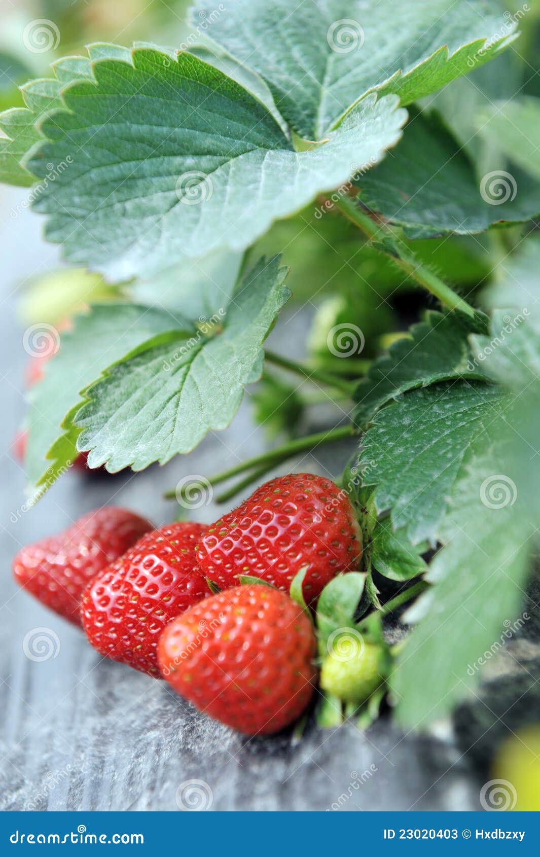 Bush of strawberry stock image. Image of edible, farm - 23020403