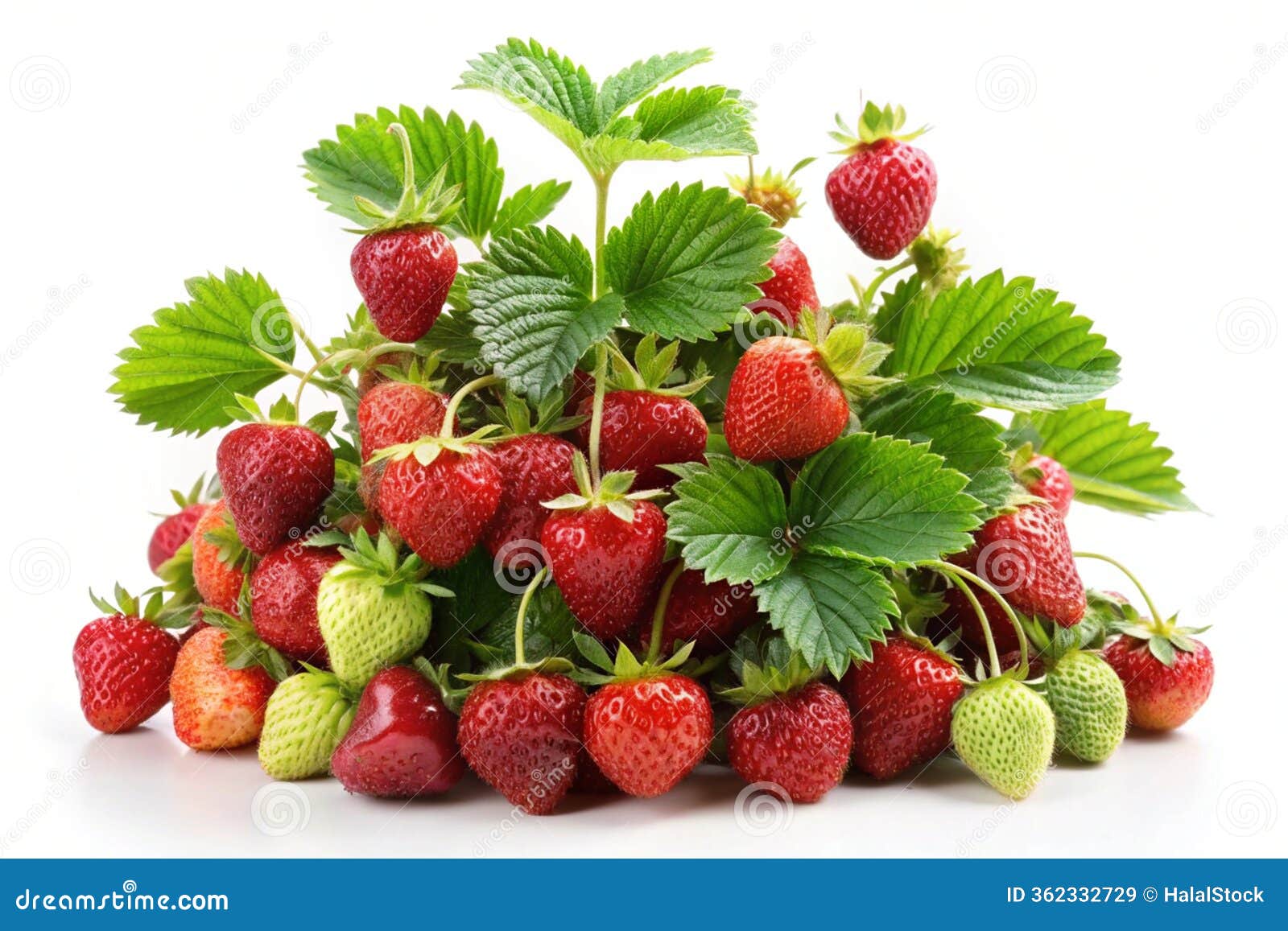 Bush of Strawberry Isolated on White Background Stock Illustration ...