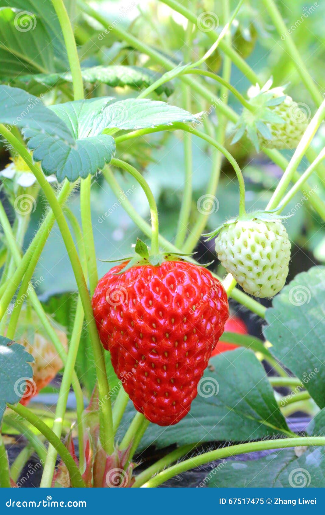 Bush of strawberry stock image. Image of growing, close - 67517475