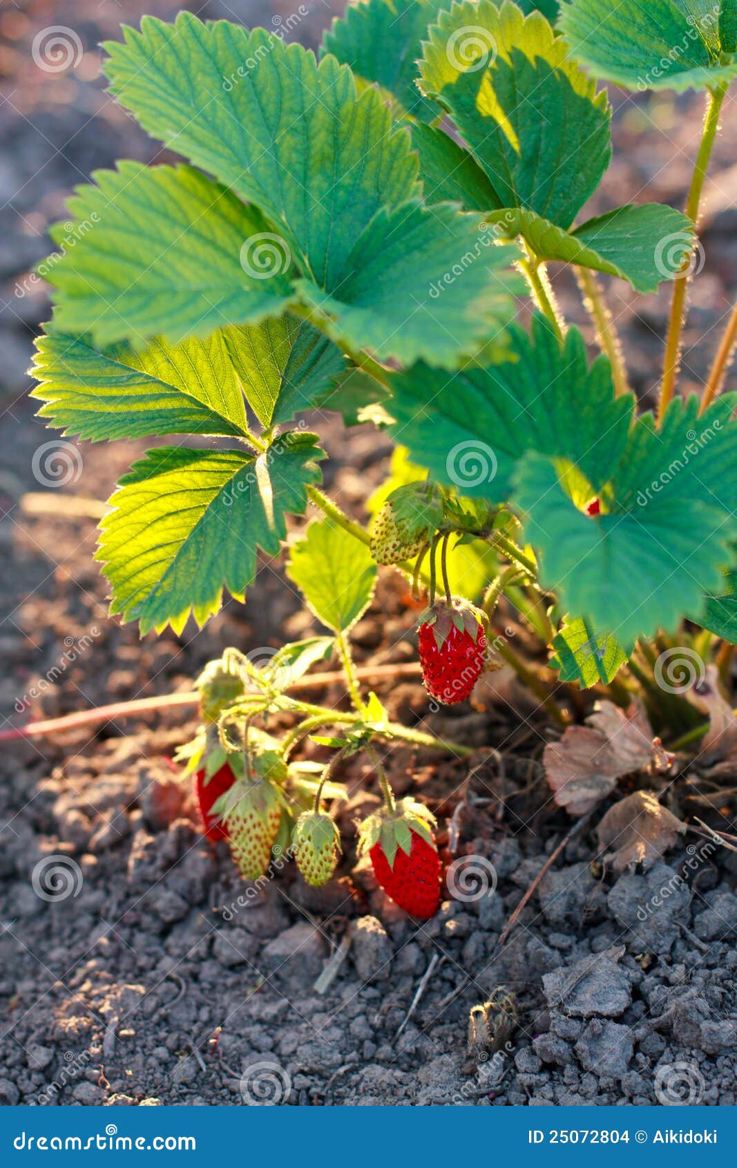 Bush of Strawberry in Sunlight Stock Photo - Image of farming ...