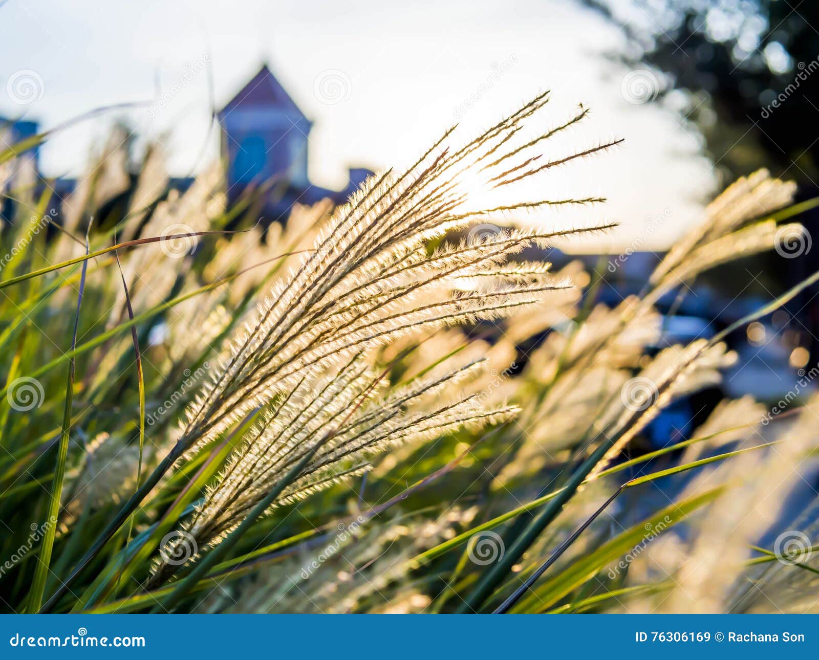 Bush stock image. Image of wind, garden, sway, landscape - 76306169