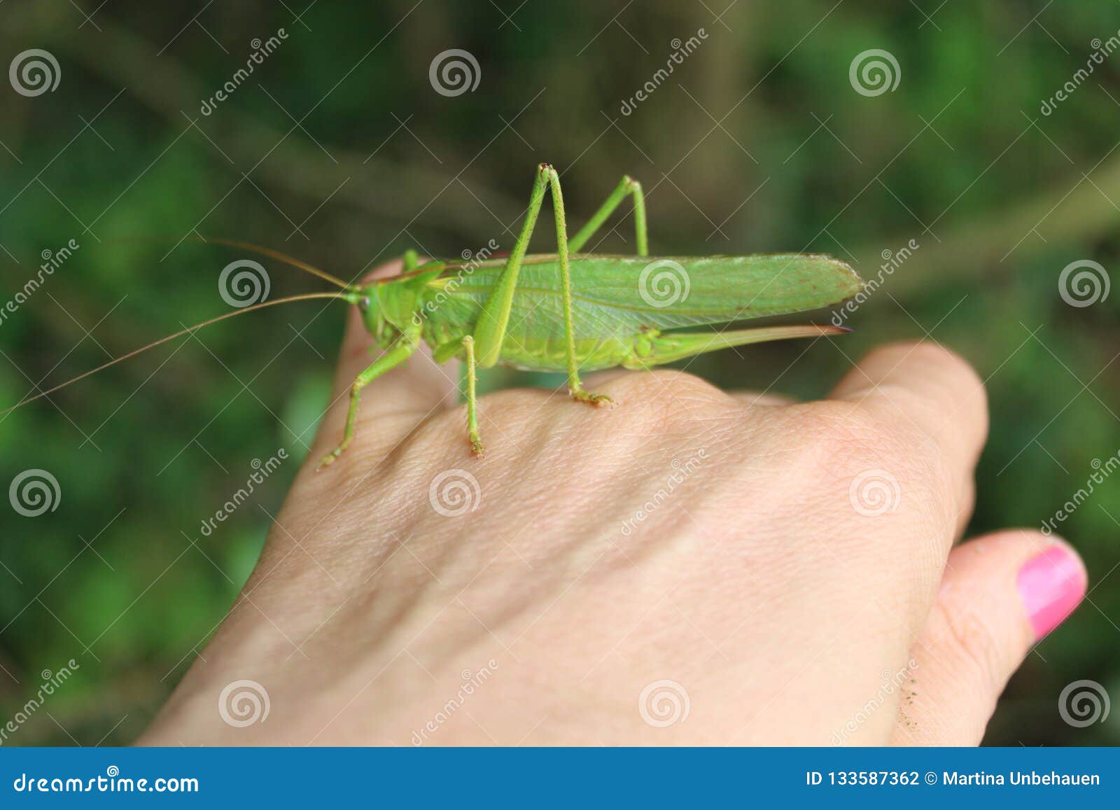 Bush syrsa i naturen arkivfoto. Bild av flygtur, skog - 133587362