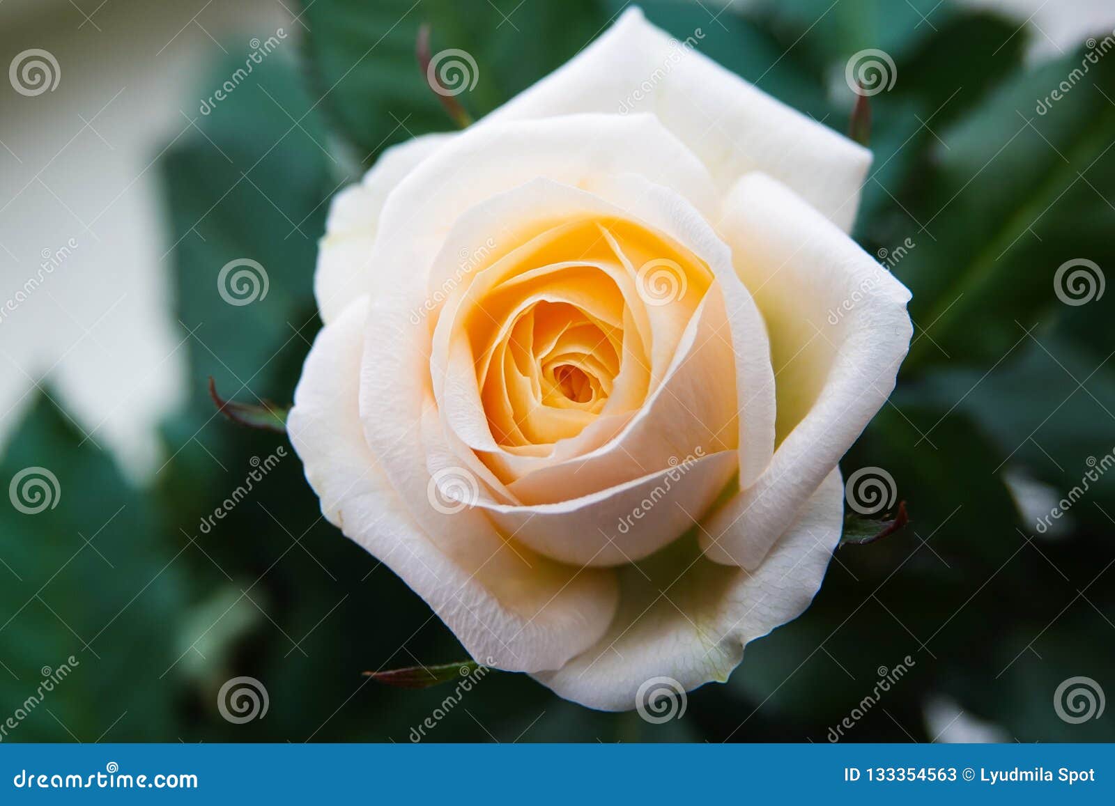 Bush tea rose in leaves stock image. Image of closeup - 133354563