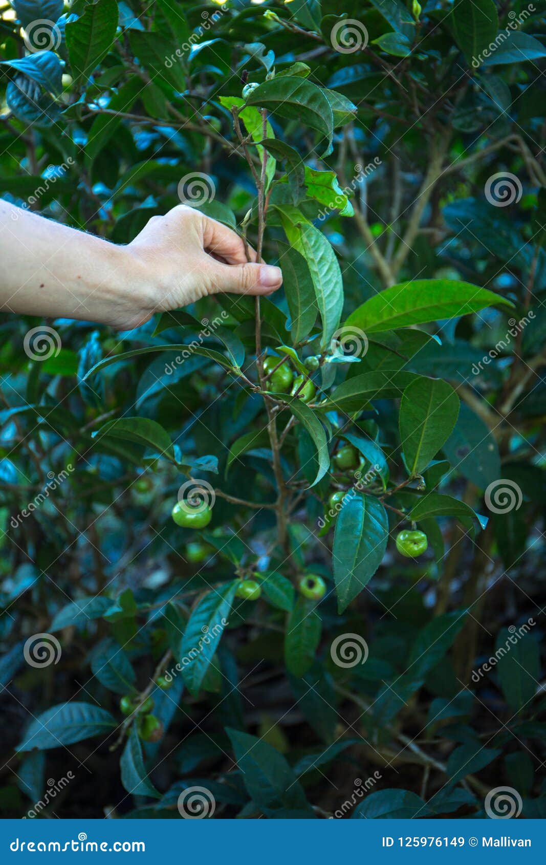 Tea tree fruit stock image. Image of cultivation, healthy - 125976149