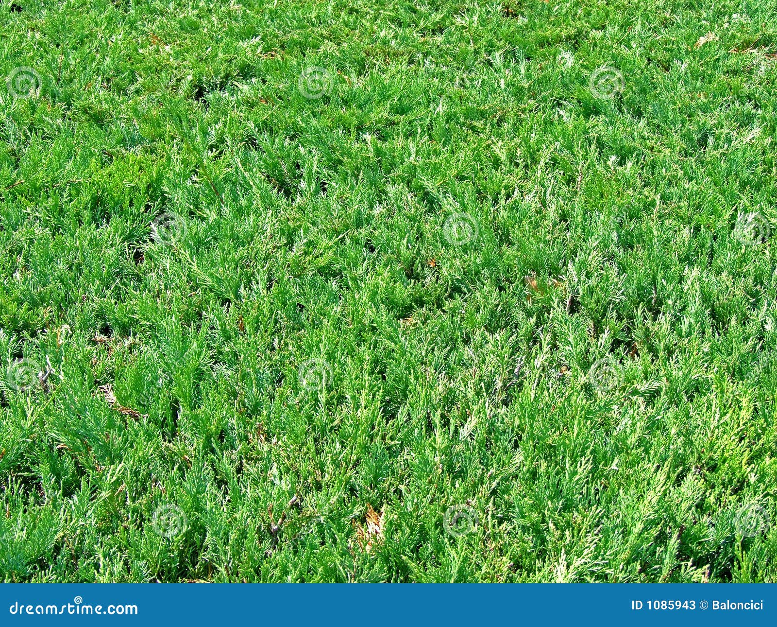 Bush texture stock image. Image of forest, frost, pins - 1085943