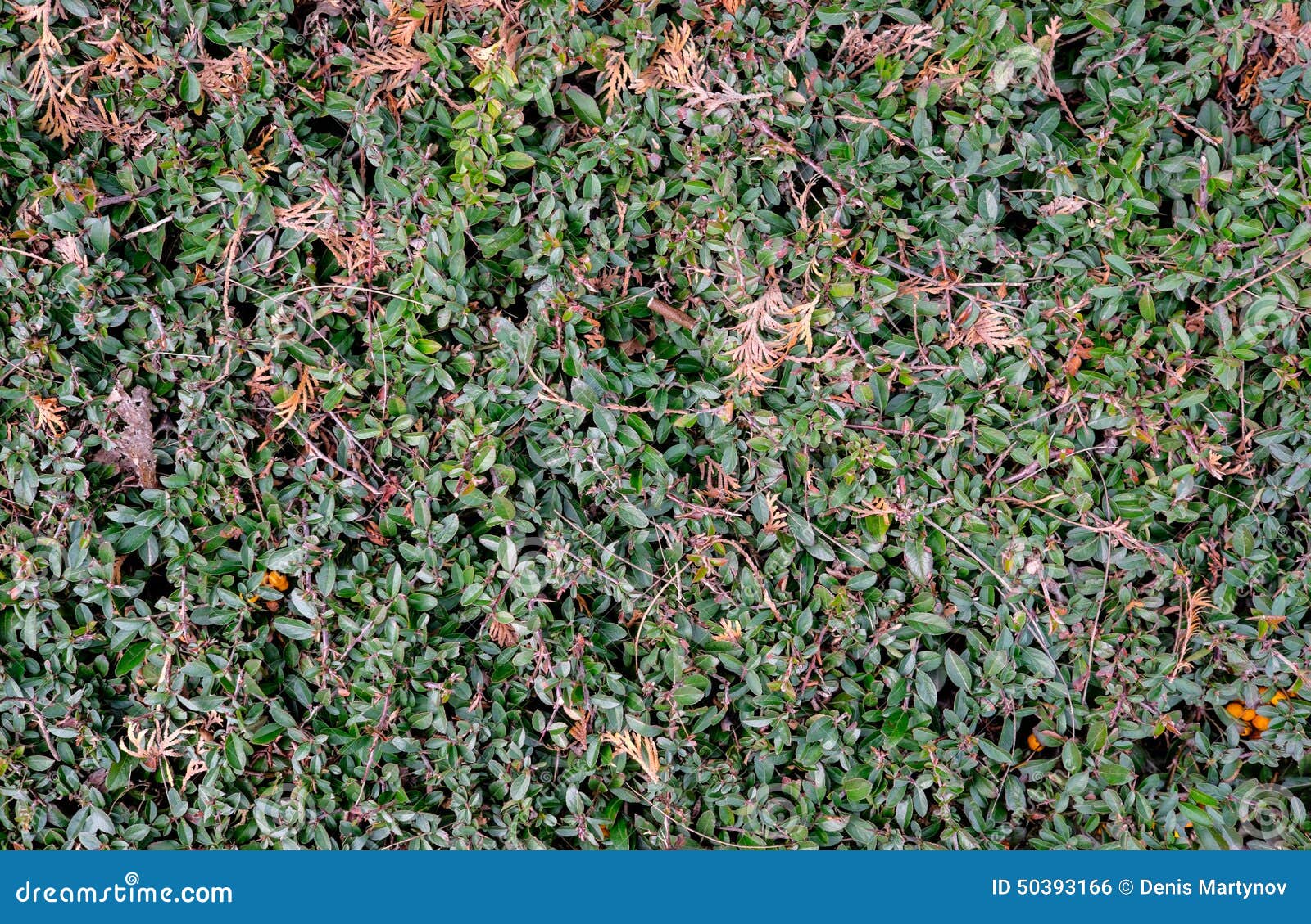 Bush Texture stock photo. Image of nature, background - 50393166