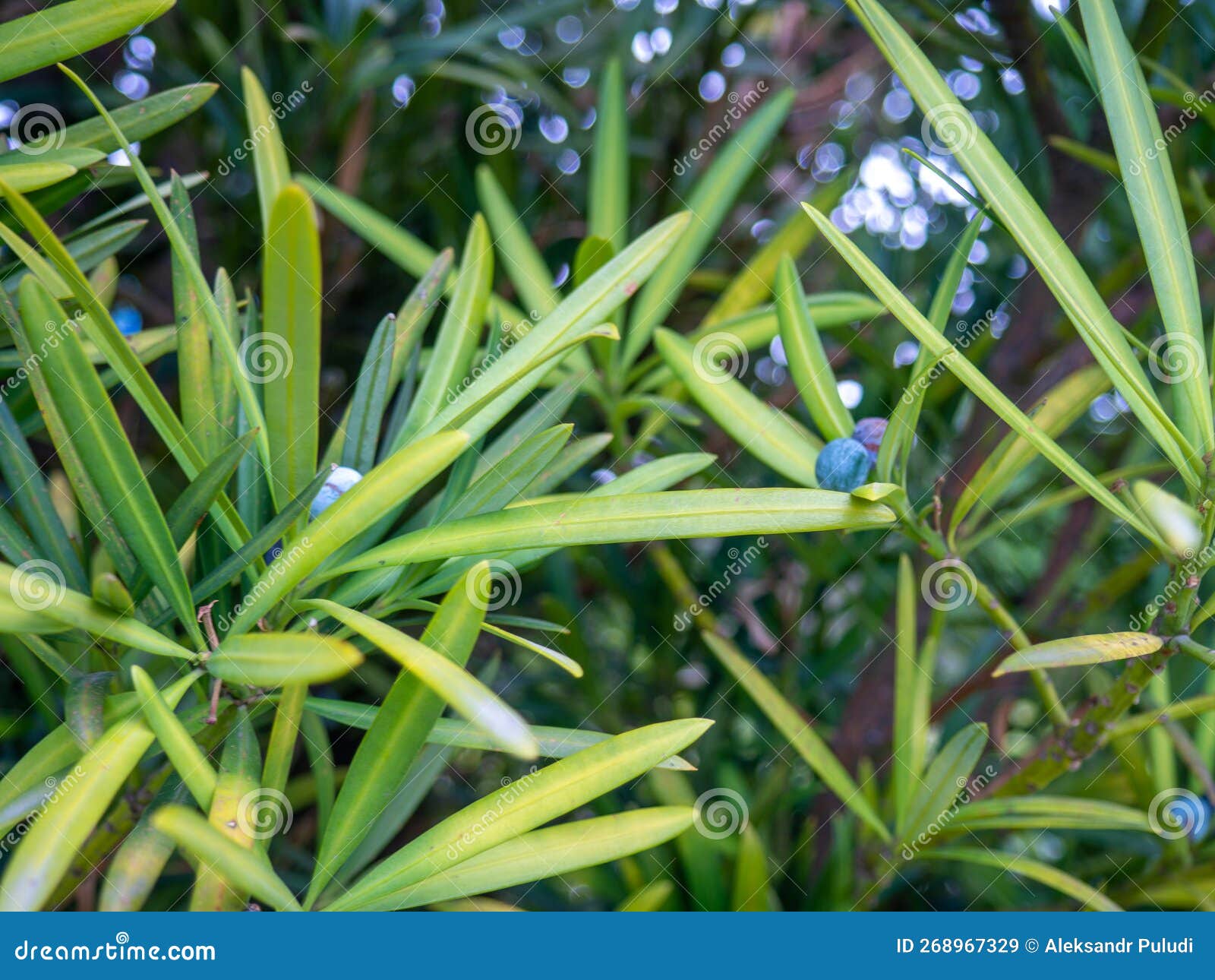 Bush with Thin Long Leaves. Leaves Background. Pattern from the ...
