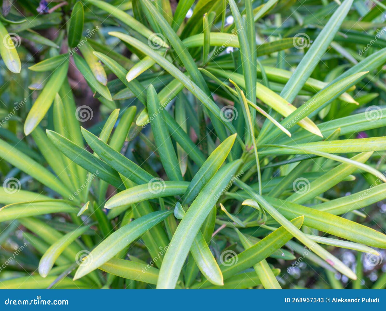 Bush with Thin Long Leaves. Leaves Background Stock Image - Image of ...