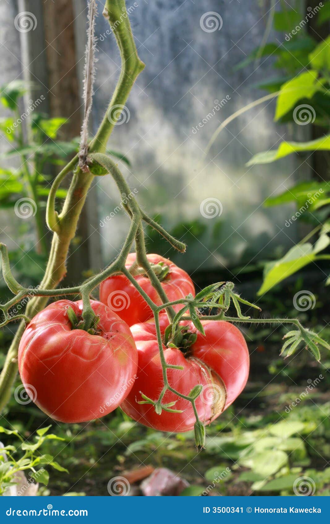 Bush with tomato stock image. Image of vitamin, gardening - 3500341