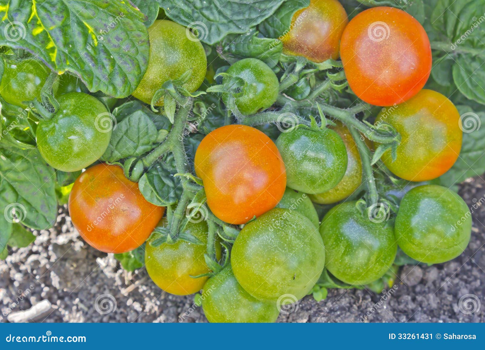 Bush with tomatoes stock image. Image of group, green - 33261431