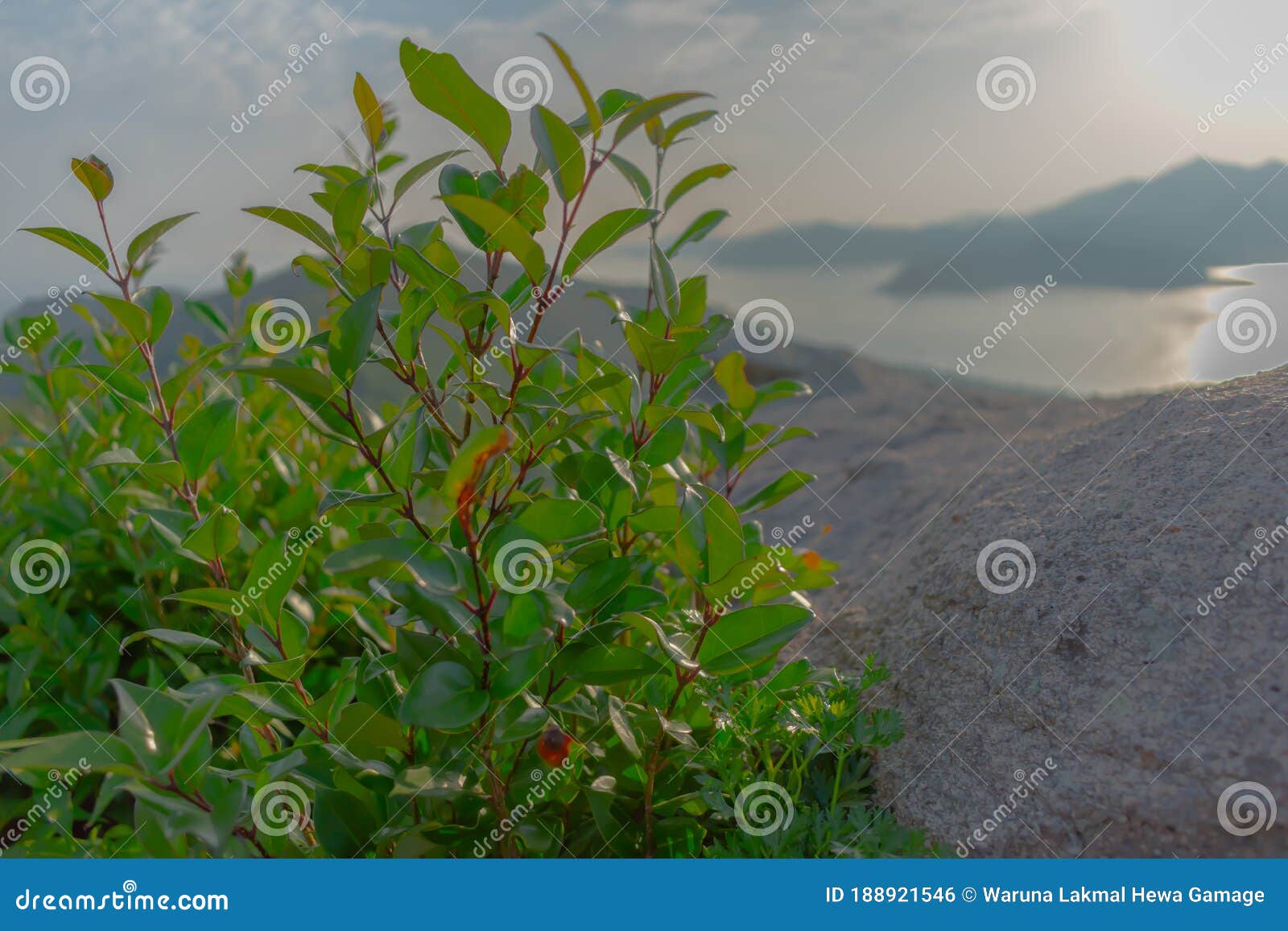 A Bush at the Top of the Mountain Stock Photo - Image of natur, forest ...