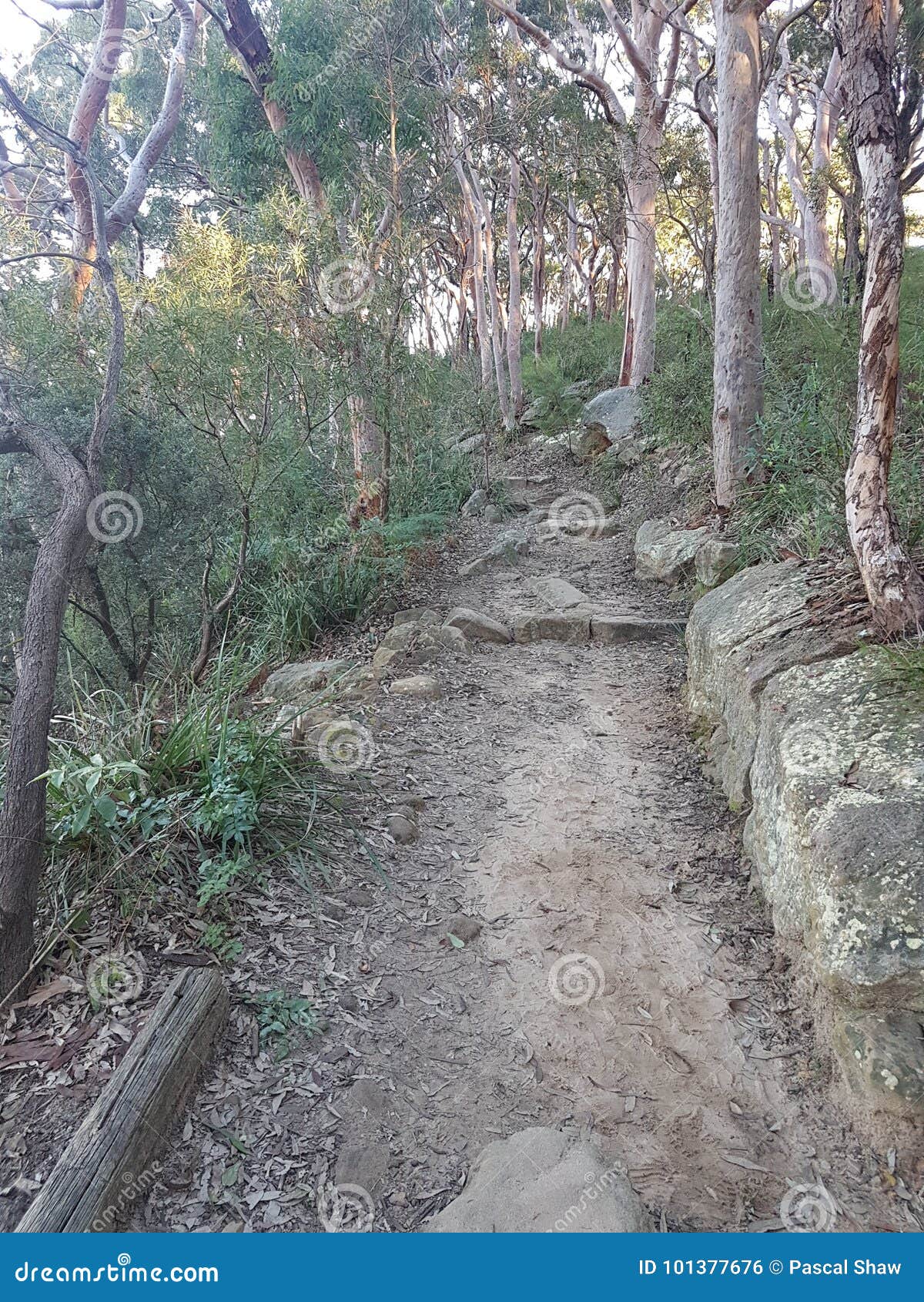 Bush track stock photo. Image of walk, bush, path, outback - 101377676