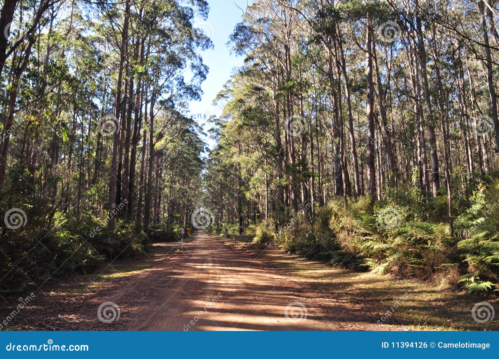 Bush Track Though Native Eucalypt Forest Stock Photo - Image of green ...