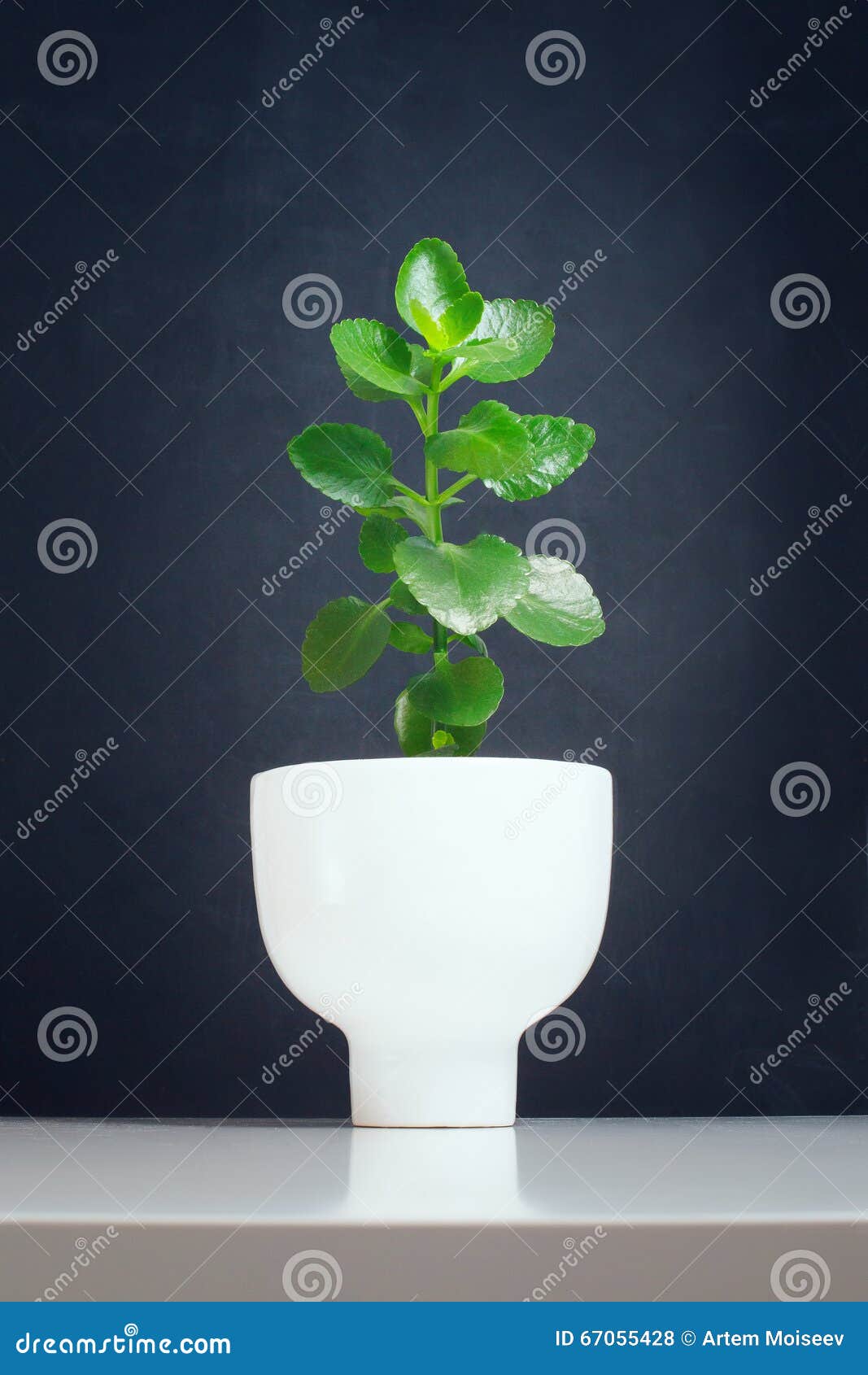 Bush Tree Ceramic Flowerpot. Stock Photo - Image of ceramic, leaf: 67055428