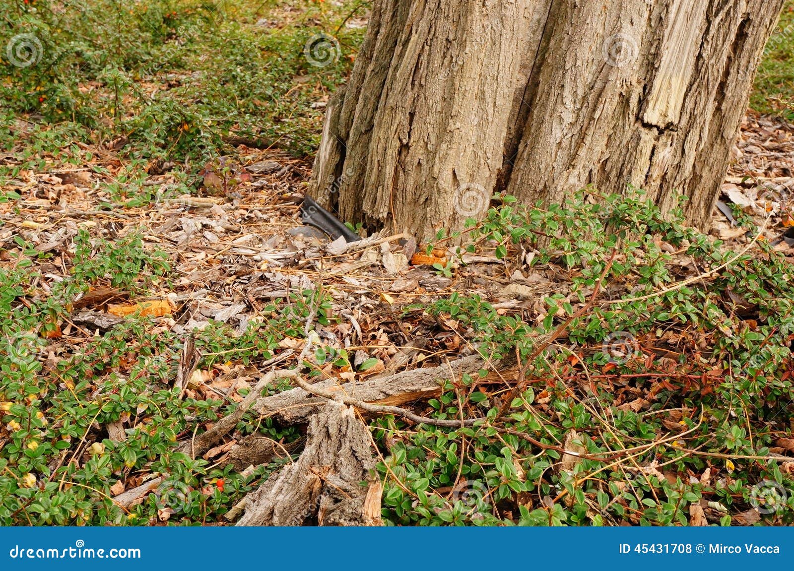 Bush and tree stock photo. Image of soil, landscape, ecosystem - 45431708
