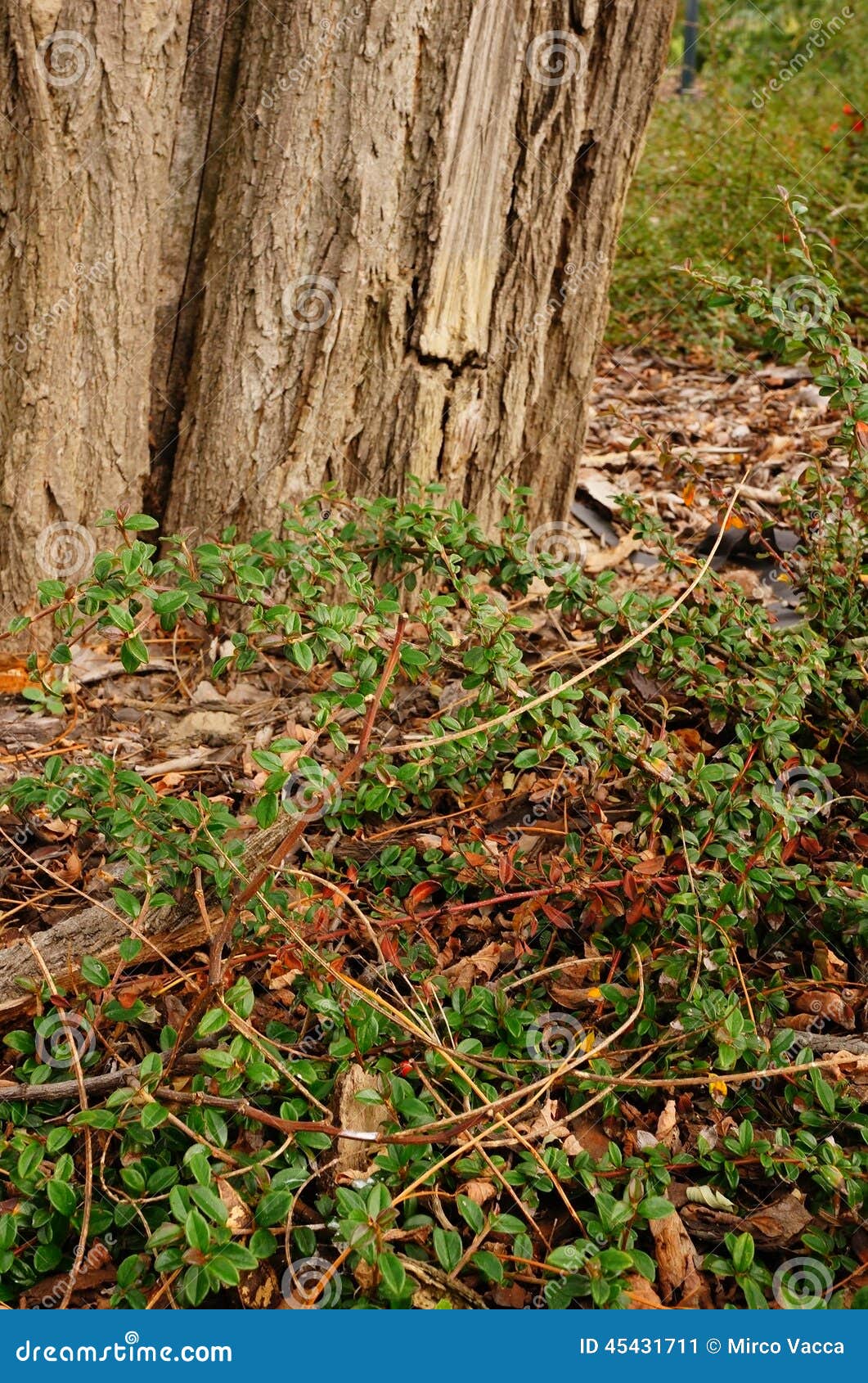 Bush and tree stock image. Image of plant, branch, biome - 45431711