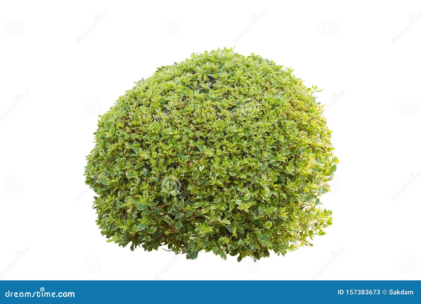 Bush tree isolated stock image. Image of beauty, fresh - 157383673