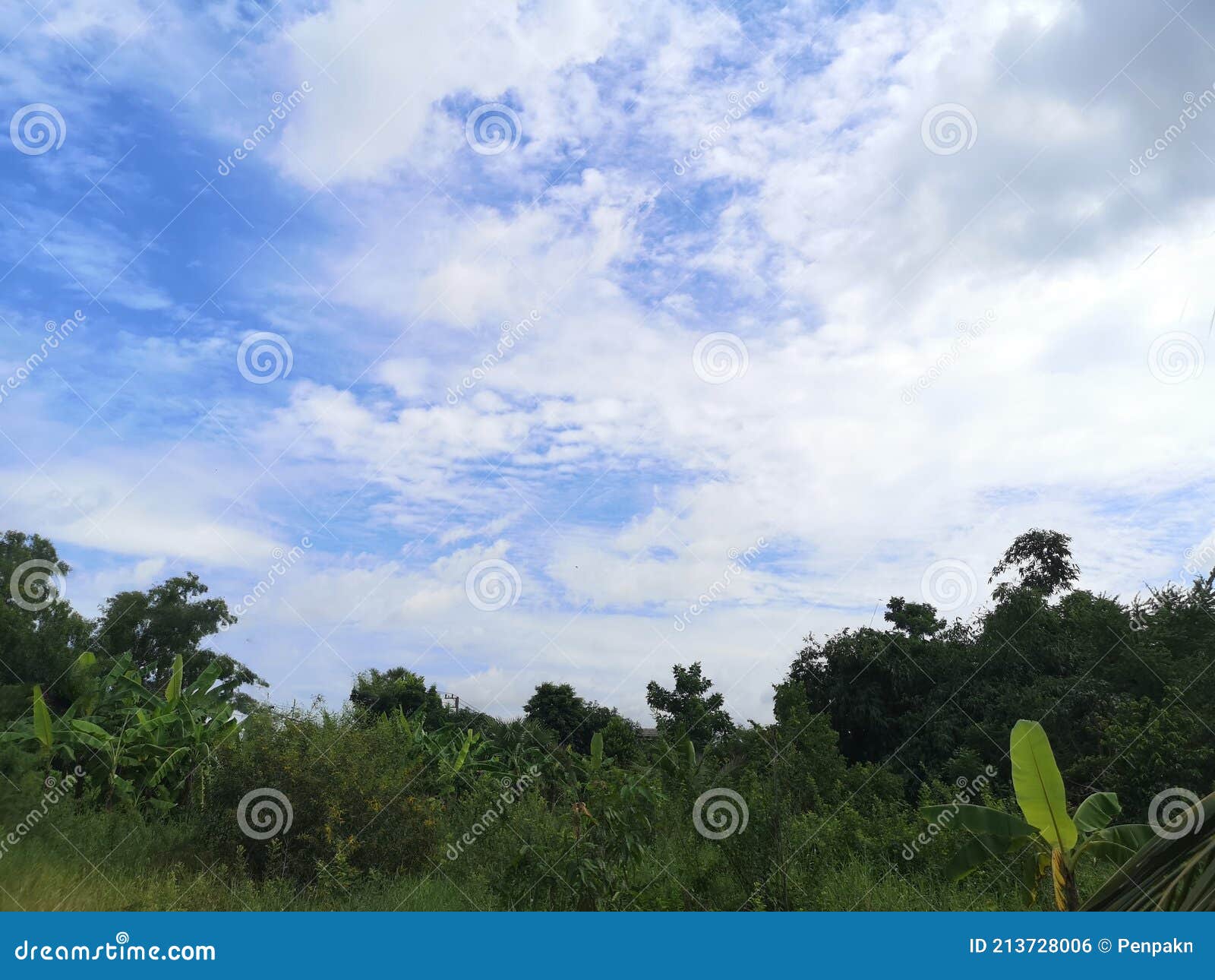 Bush Tree Texture Nature Leaves Background and White Cloud Blue Sky ...