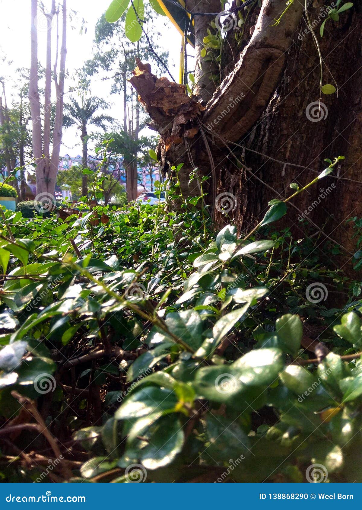Bush beside the tree stock photo. Image of bush, blooming - 138868290