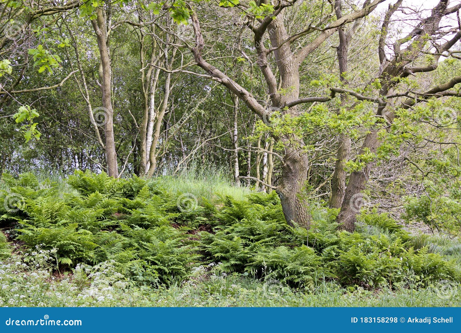 Bush and Trees with Lots of Tree Trunks in Germany Stock Photo - Image ...