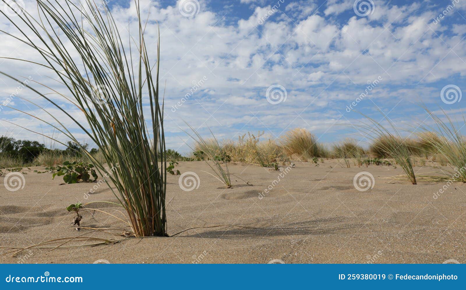 Bush with a Tuft of Green Grass on the Desert Dune Stock Image - Image ...