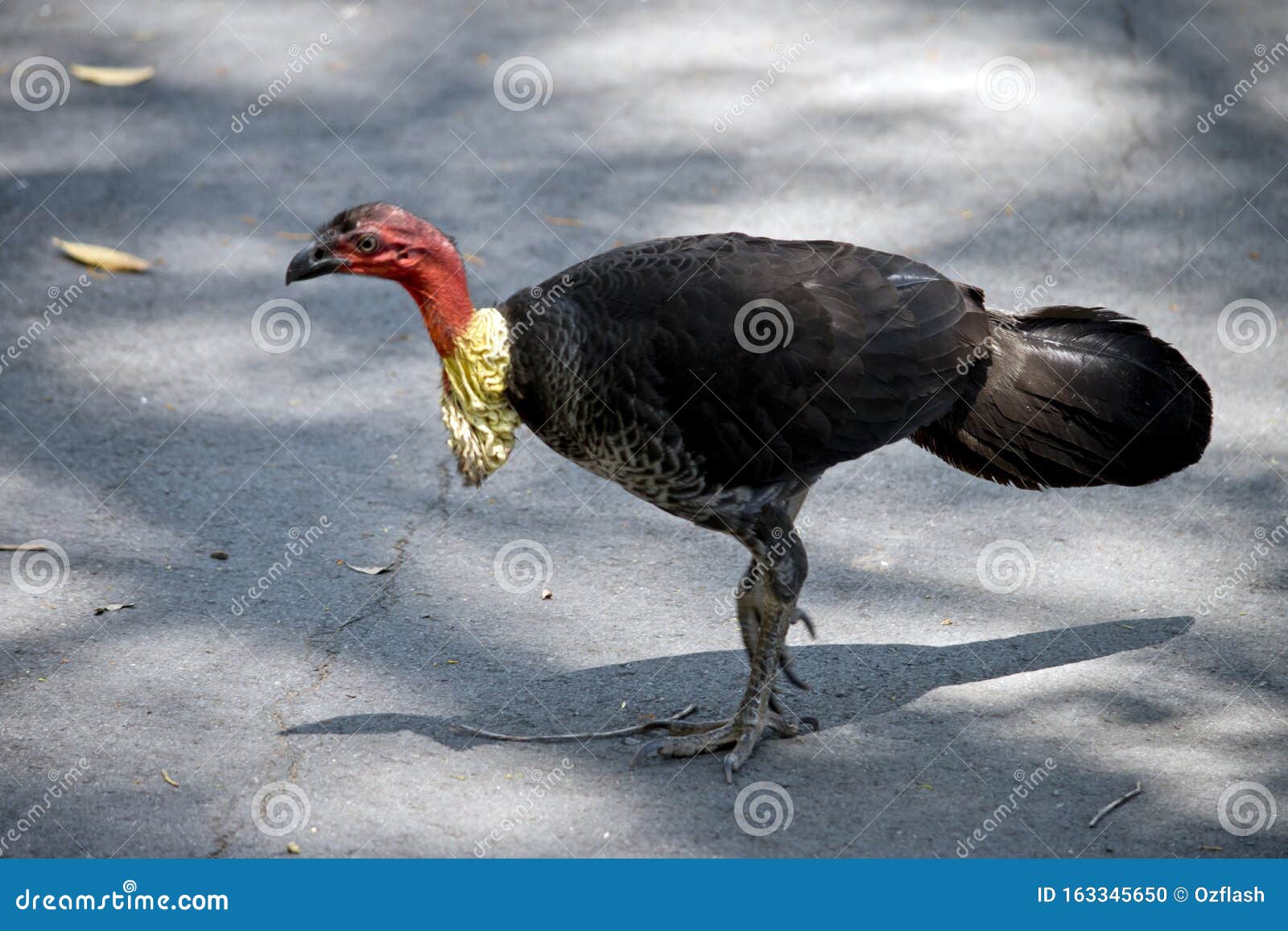 This is a Side View of a Bush Turkey Stock Photo - Image of australian ...