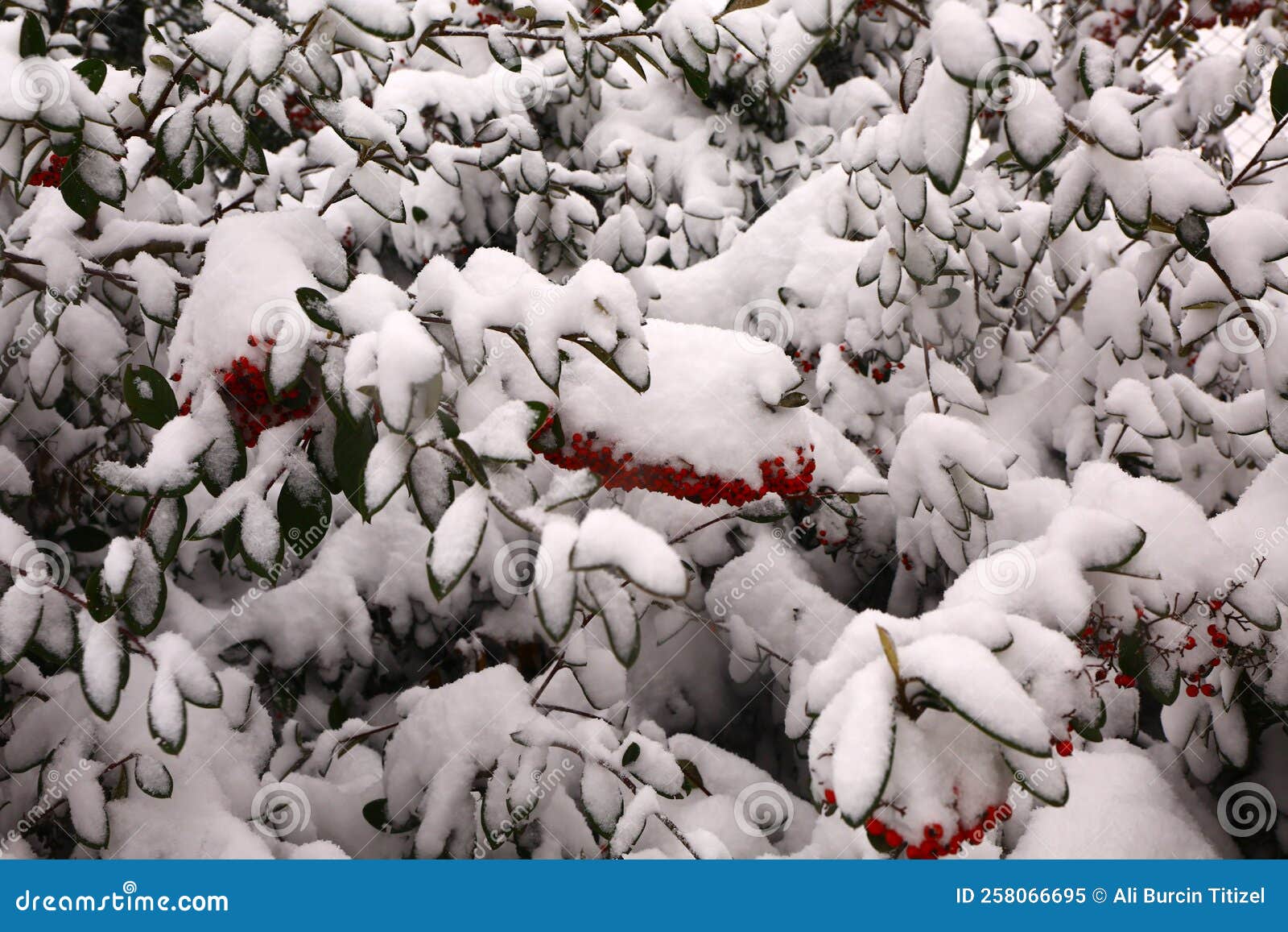 Bush Under Snow stock image. Image of herbs, alternative - 258066695