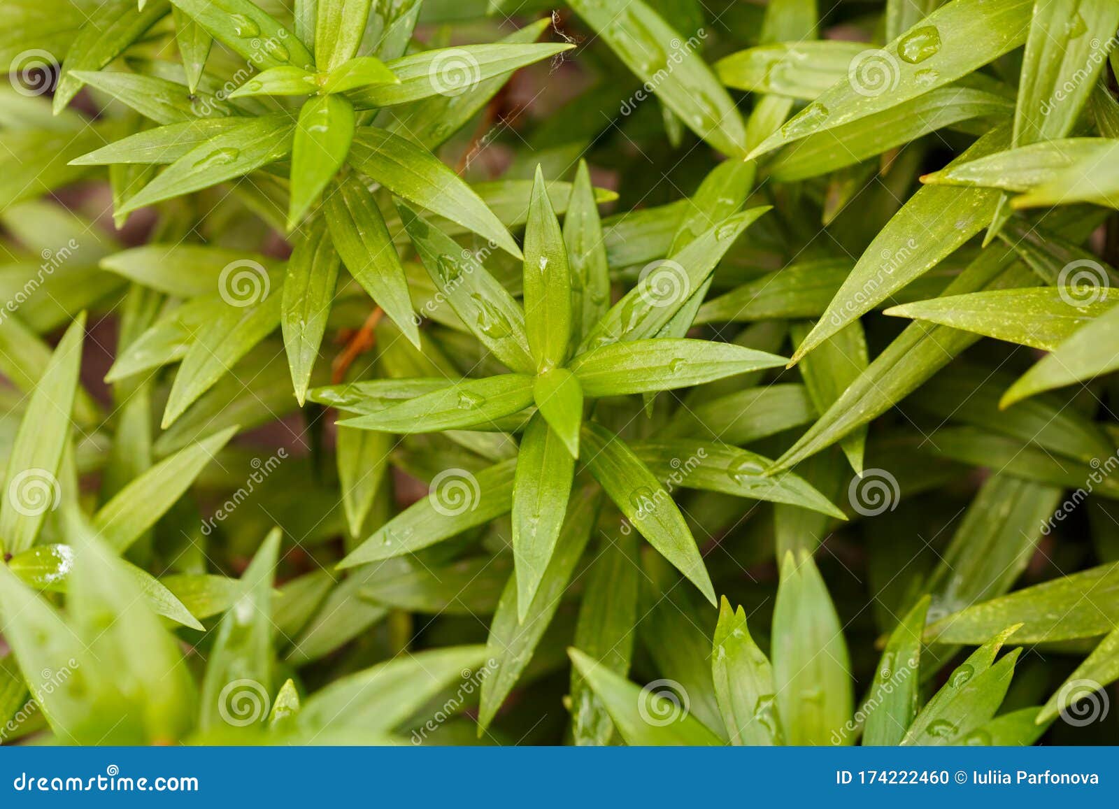 Bush with Unopened Lily Buds in the Spring Garden Stock Photo - Image ...