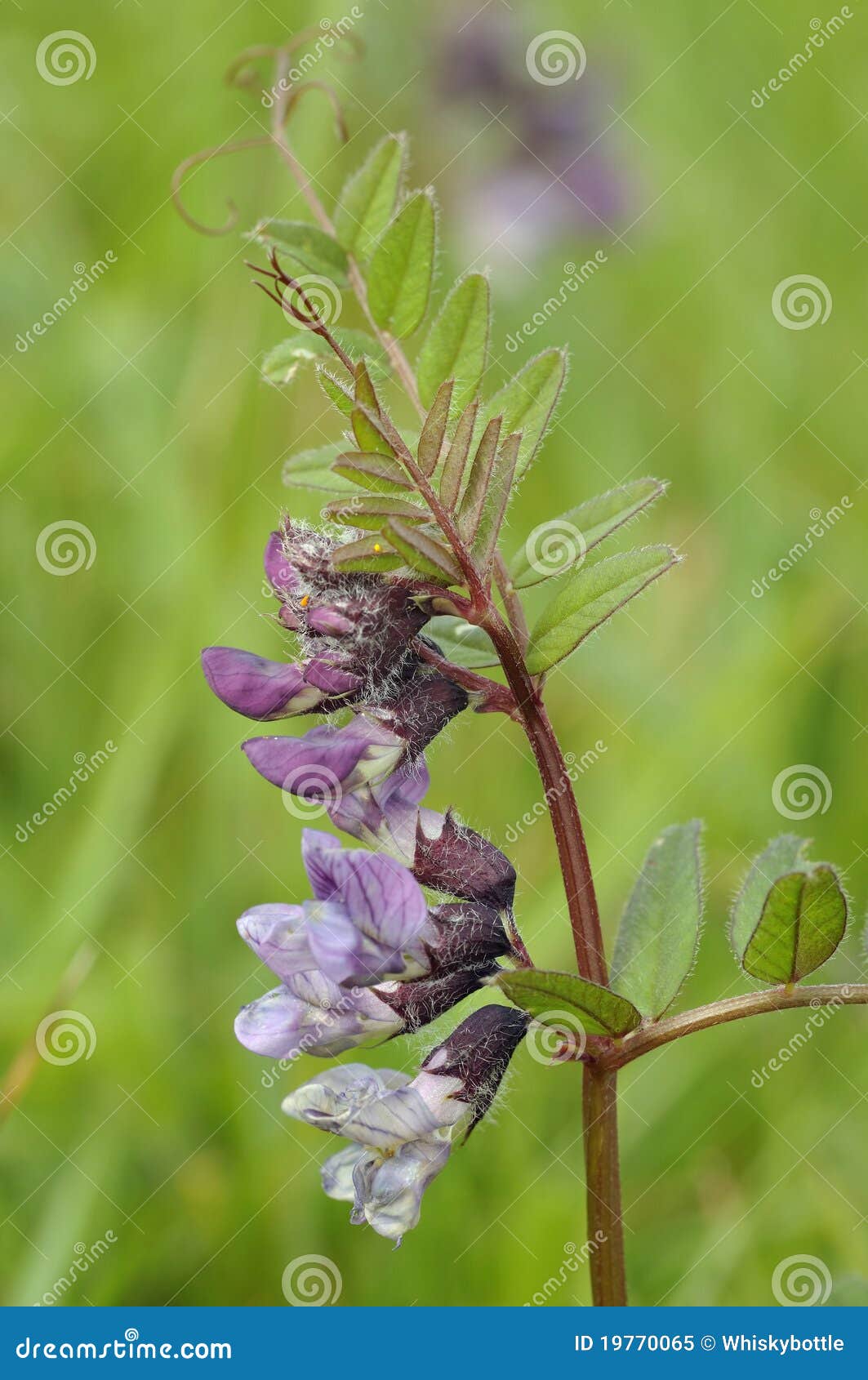 Bush Vetch stock image. Image of eire, portrait, summer - 19770065