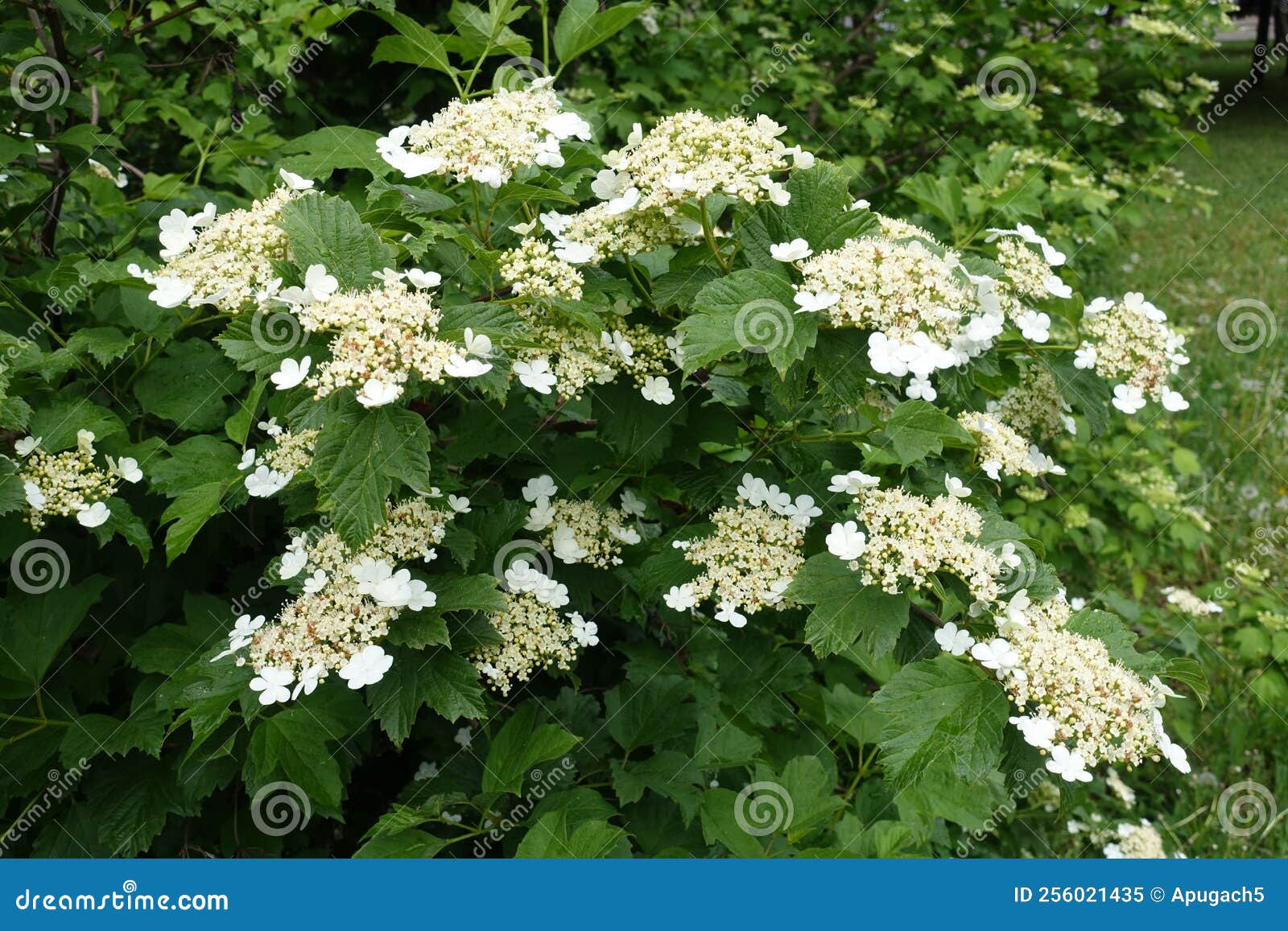 Bush of Viburnum Opulus in Full Bloom Stock Image - Image of greenery ...