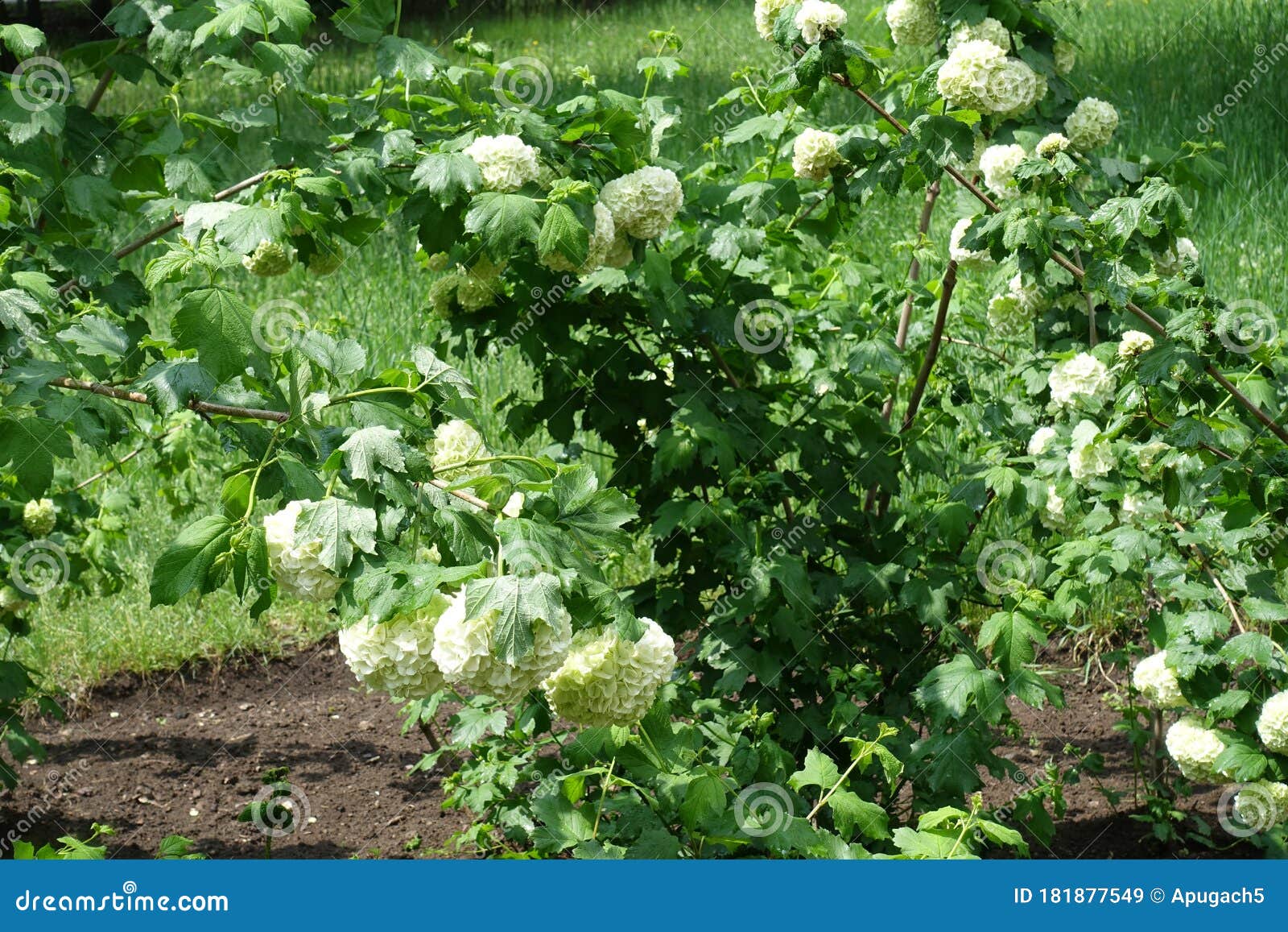 Bush of Viburnum Opulus Sterile in Bloom in May Stock Image - Image of ...