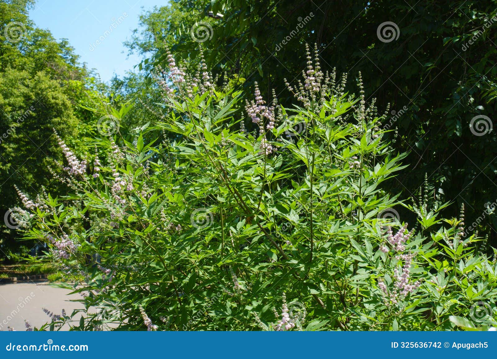 Bush of Vitex Agnus-castus in Bloom Stock Photo - Image of vitex ...