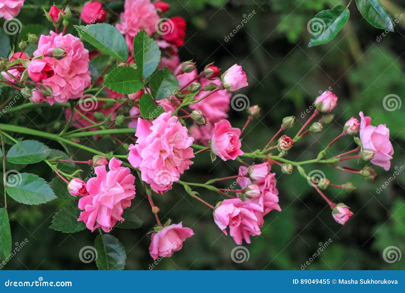 Bush Von Rosa Kleinen Rosen Stockbild - Bild von narzisse, rosen: 89049455