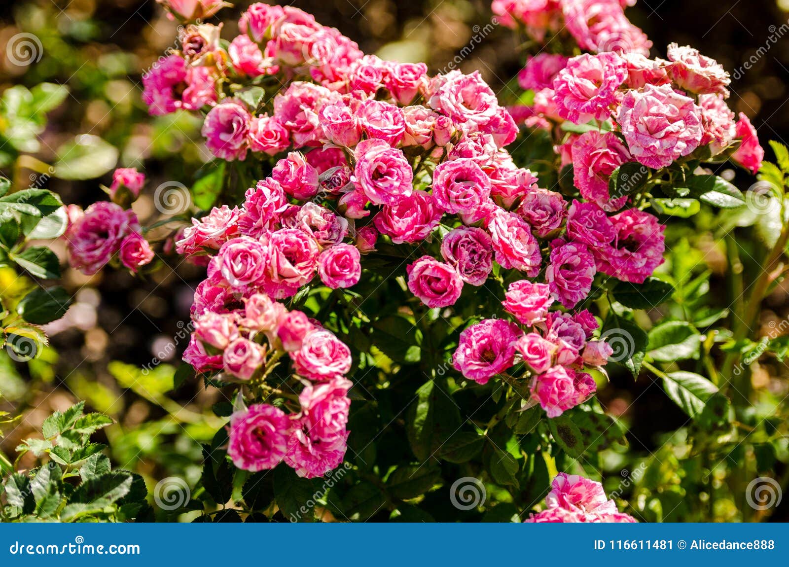 Bush Von Rosafarbenen Rosen Stockbild - Bild von frisch, büsche: 116611481