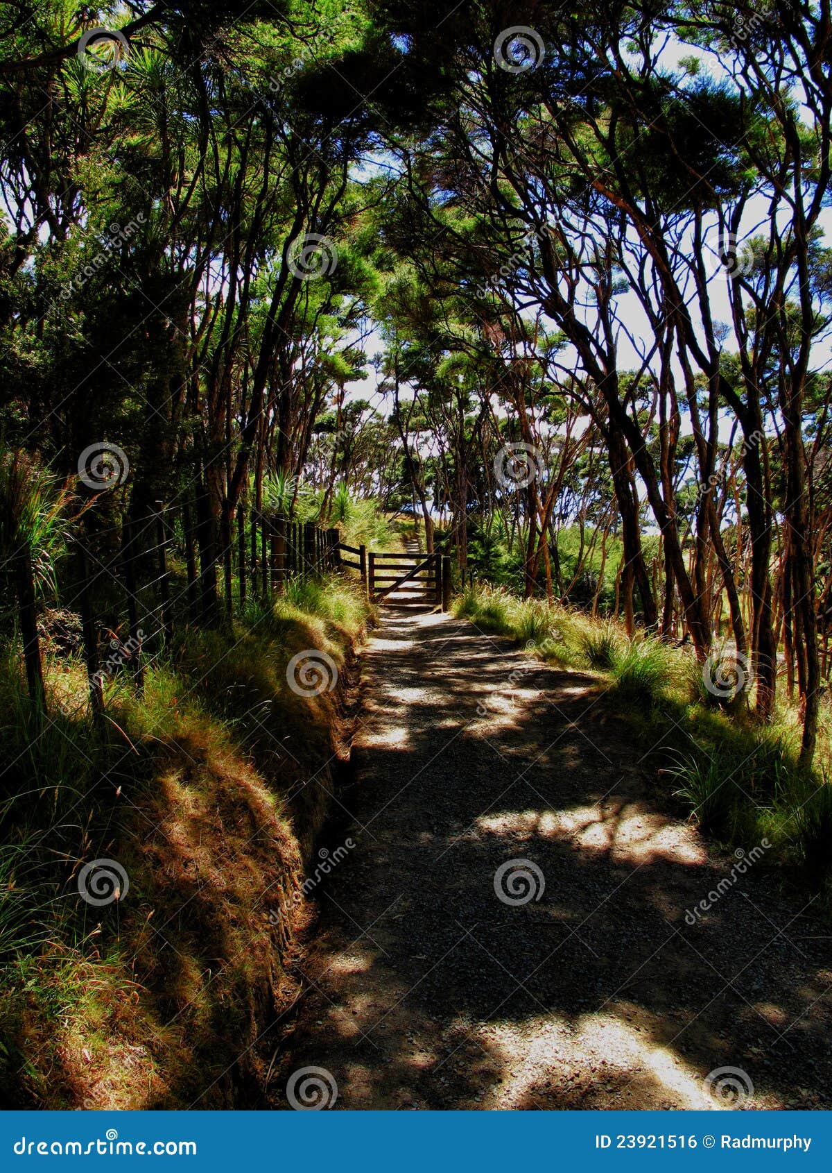 Bush Walk stock photo. Image of bush, trees, zealand - 23921516
