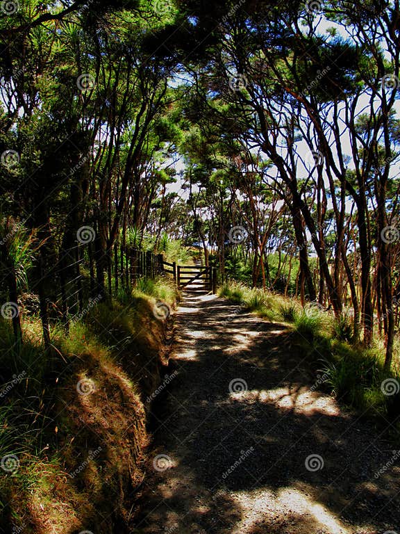 Bush Walk stock photo. Image of bush, trees, zealand - 23921516