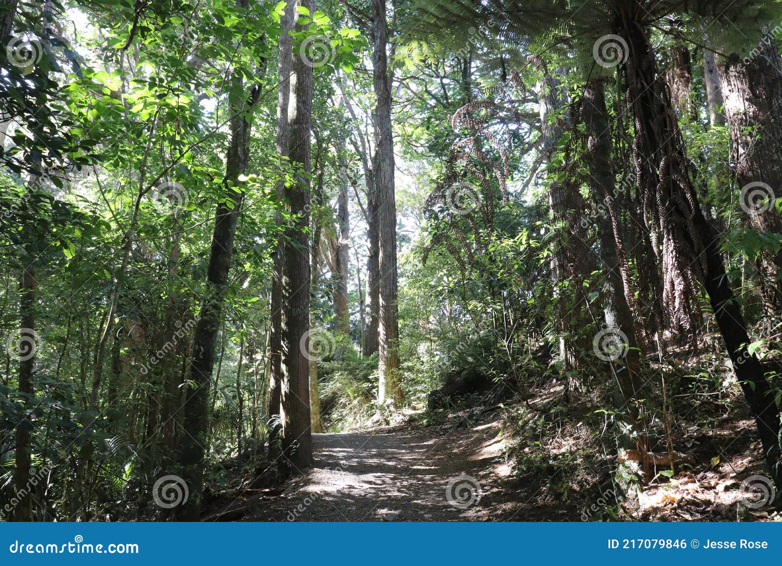 Bush Walk, Known As The Forts Walk, Australia Royalty-Free Stock Photo ...
