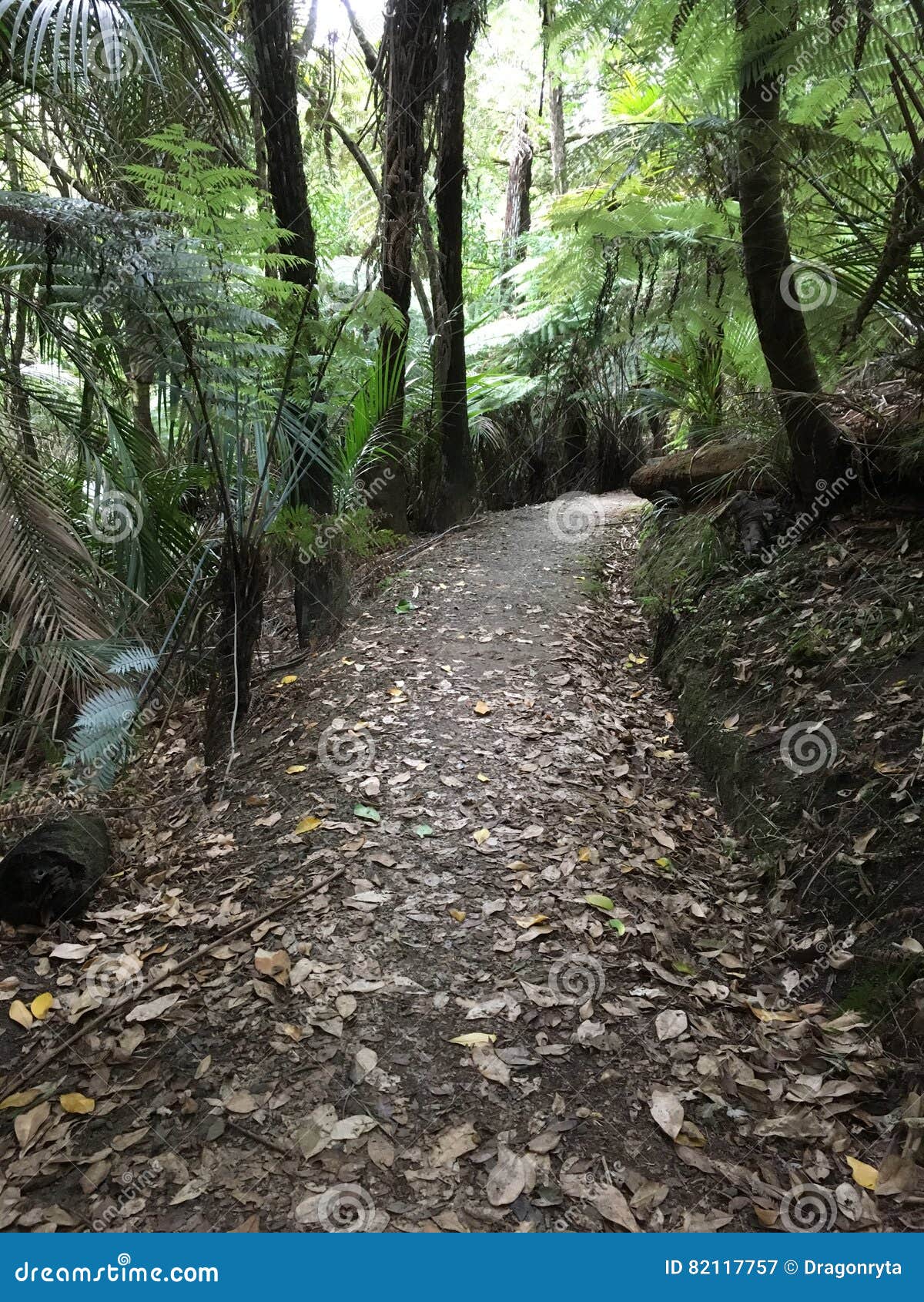 Bush walk stock image. Image of zealand, native, path - 82117757