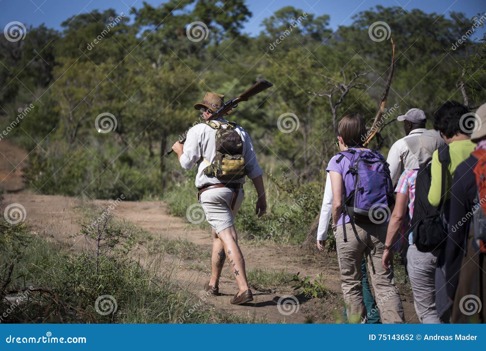 Bush walk editorial photography. Image of tree, national - 75143652