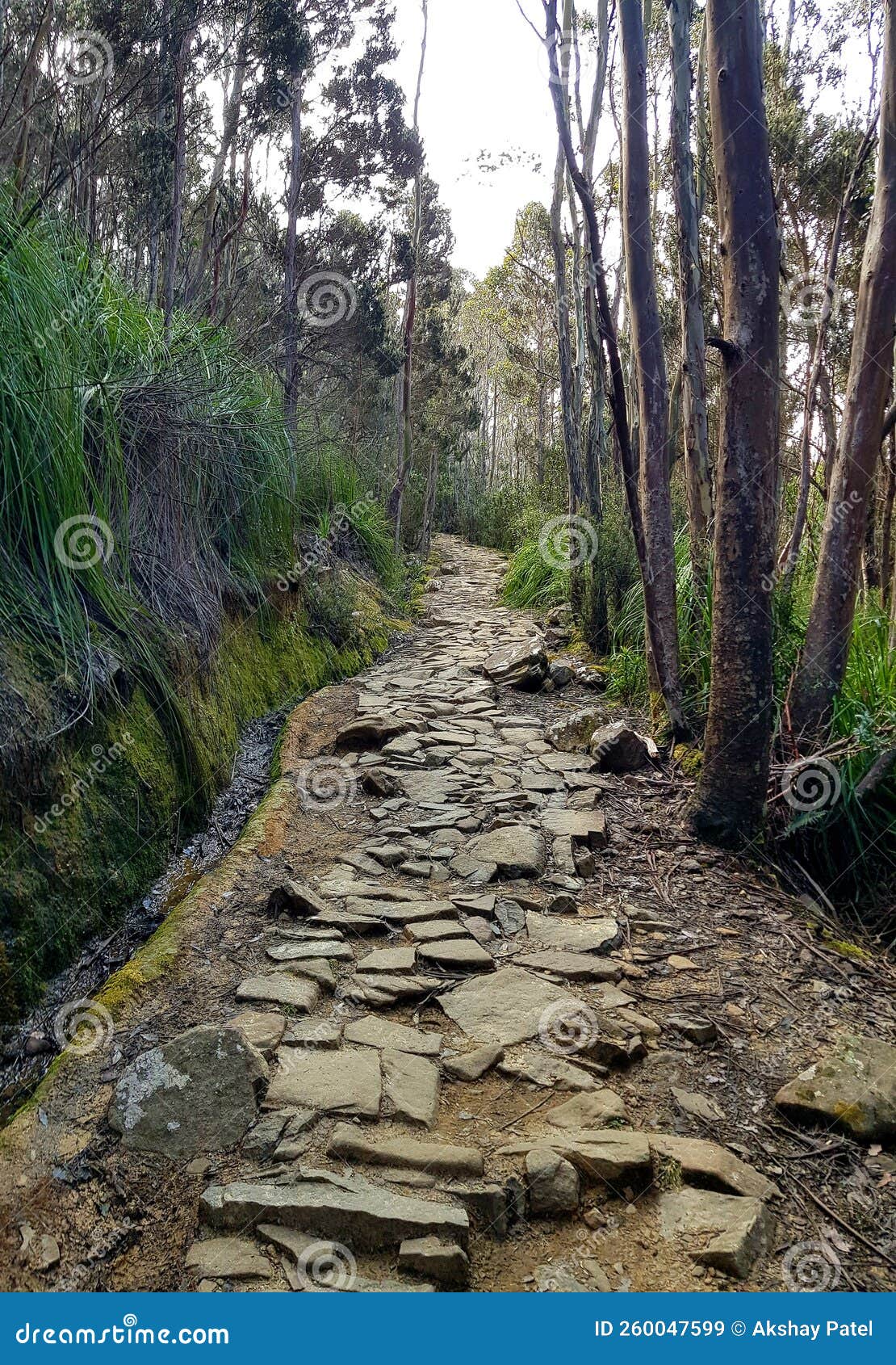 Bush Walk To the Mount Wellington Stock Image - Image of walk, mount ...