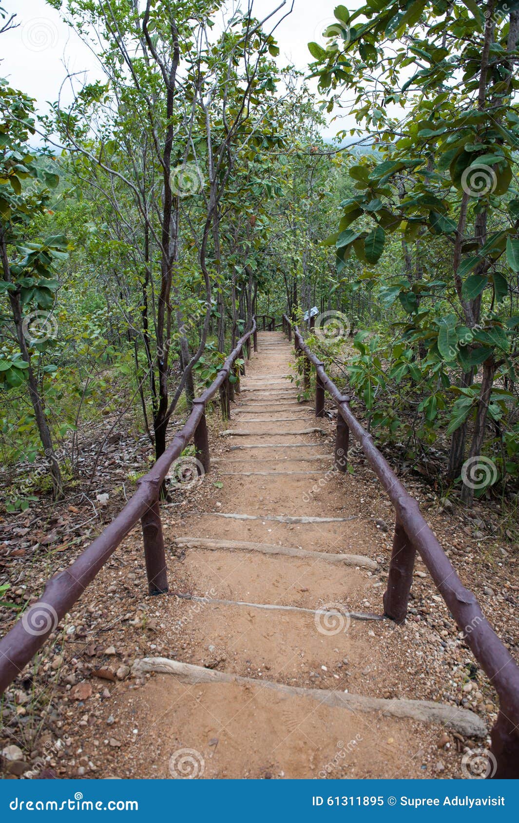 Bush walking stock image. Image of freshness, leaf, lush - 61311895