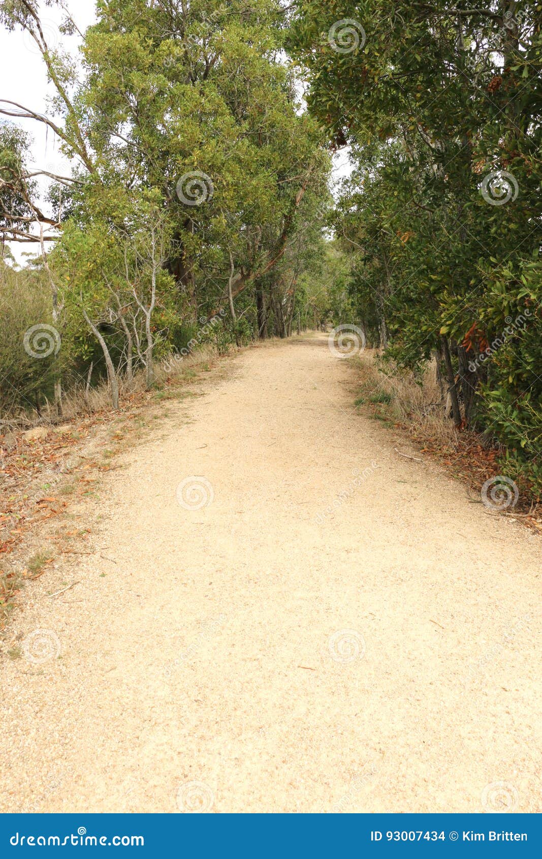 A Bush Walking Tracking Surrounded by Trees Stock Photo - Image of ...